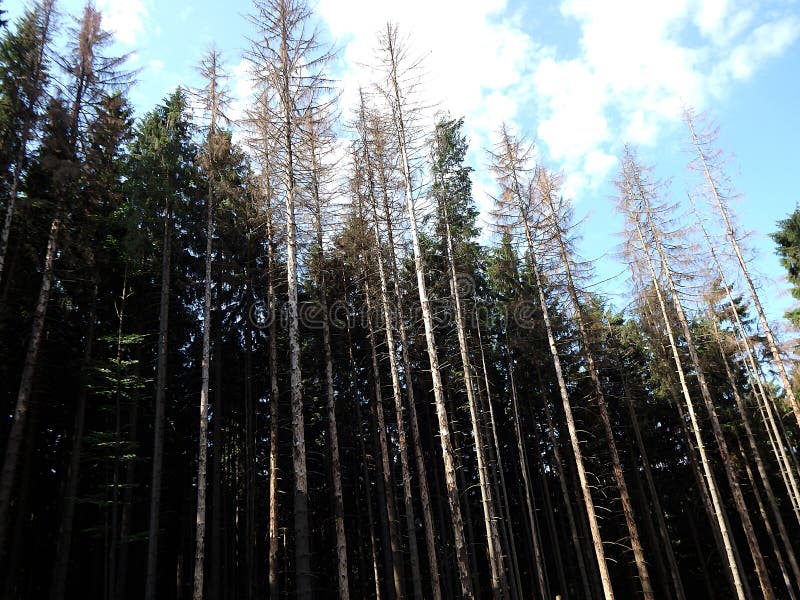 Dry dead spruce stock image. Image of trees, nature, background - 65368265