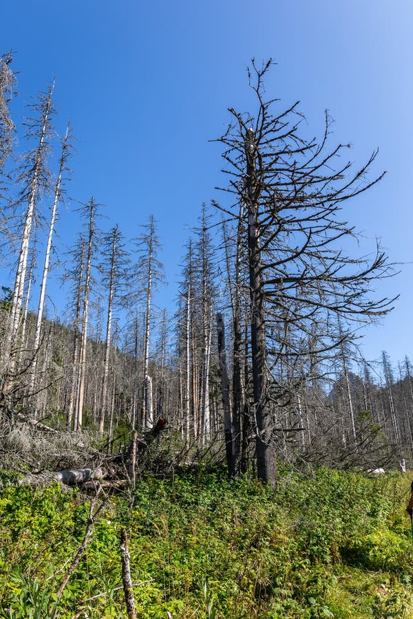 Dead Spruce Forest after the European Spruce Bark Beetle Attack ...