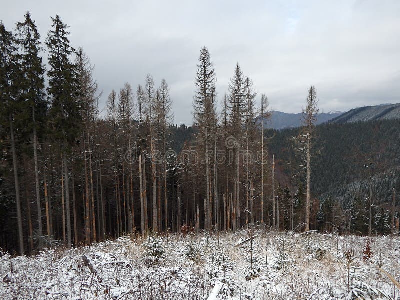 Dead Spruce Forest in Winter Stock Photo - Image of nature, outside ...