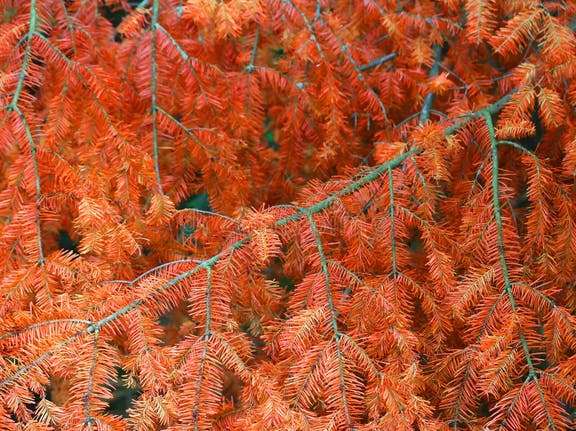 Dead spruce red conifer stock photo. Image of girdled - 329819870