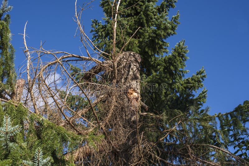 A Dead Spruce Tree with Dry Branches Stock Image - Image of coniferous ...