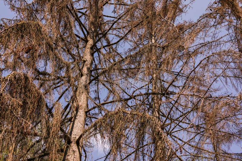 Dead Spruce Trees with Brown Branches in a German Forest Stock Photo ...