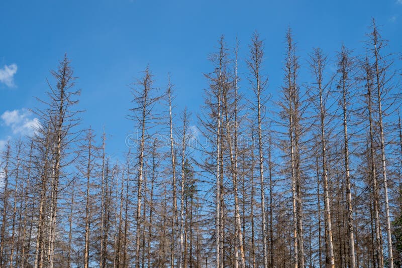 Dead Spruces Following Bark Beetle Infestation. the Consequence of ...