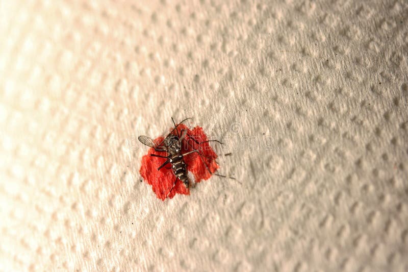 Dead Squashed Mosquito with Spilled Ingested Human Blood Stock Image ...