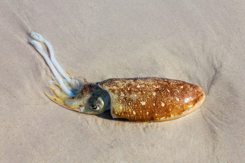 Dead squid stock photo. Image of seaside, abstract, food - 48055548