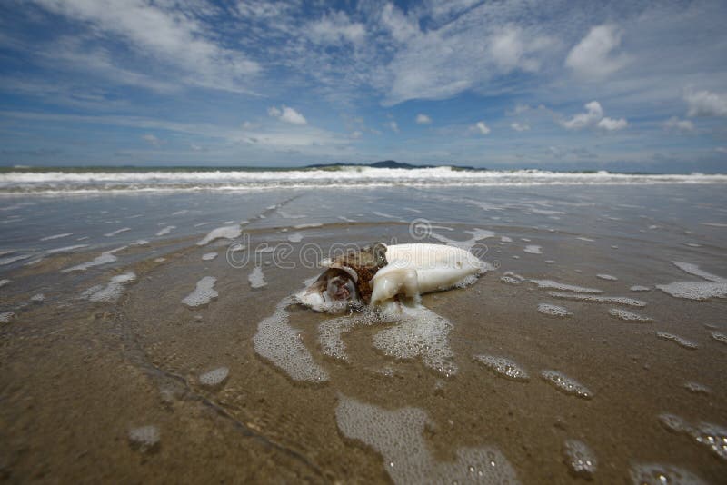 Dead Squid Washed Up at Beach Stock Image - Image of thai, tourism ...