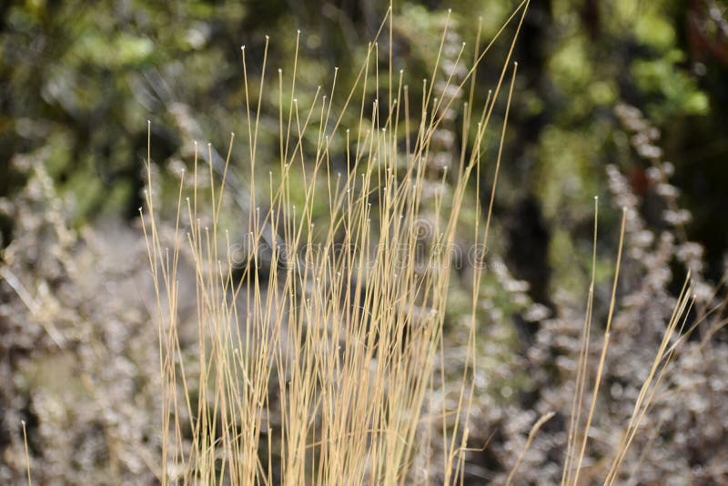 Dead standing grass stock photo. Image of yellow, focus - 223941056