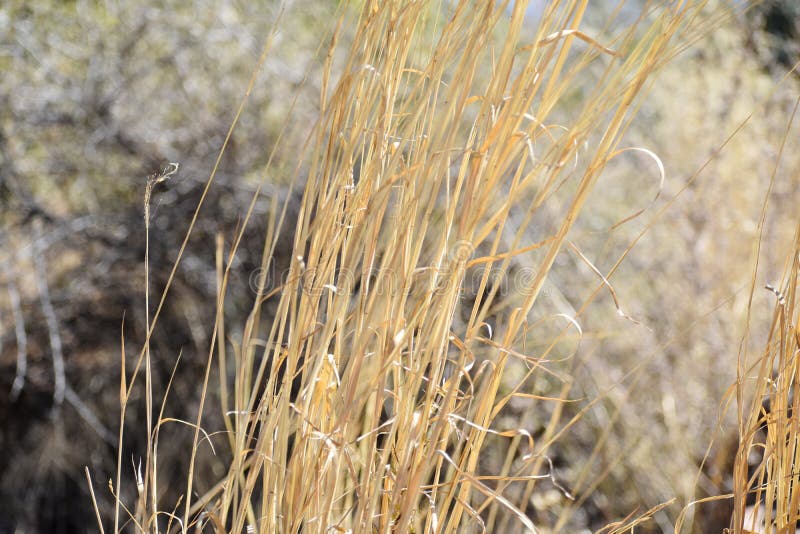 Dead standing grass stock photo. Image of outdoor, dead - 223941278