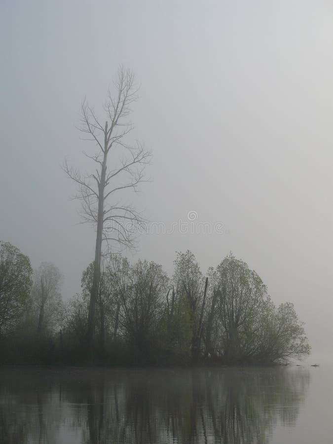 Dead Standing in the Mist stock photo. Image of monochromatic - 4037170