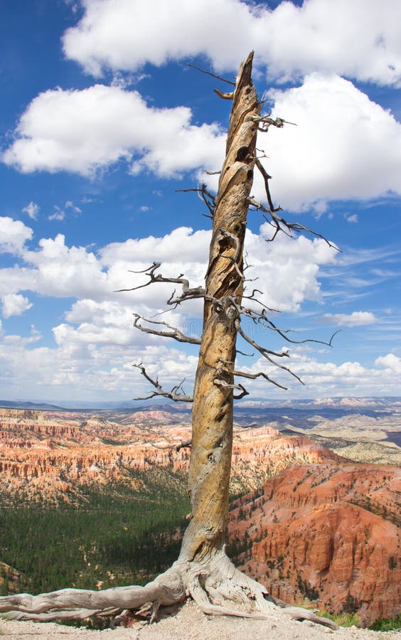 Dead Standing Tree with Big Roots on a Dry Underground Stock Image ...