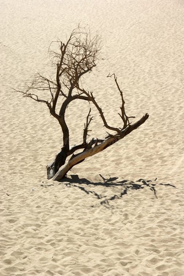Dead Standing Tree in Desert Stock Photo - Image of orient, environment ...