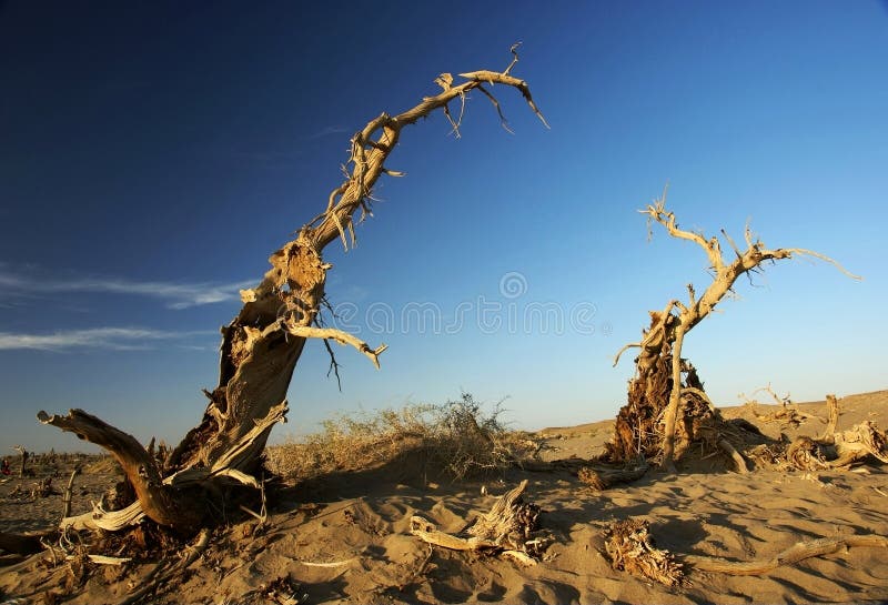 Dead Standing Tree in Desert Stock Photo - Image of populus, blue: 16618934