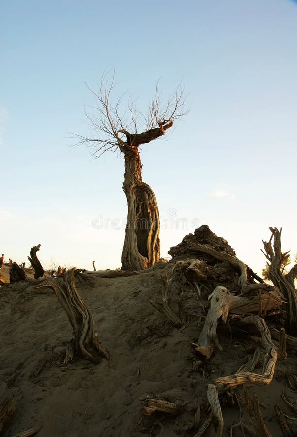 Dead Standing Tree in Gobi Desert Stock Photo - Image of tree, orient ...