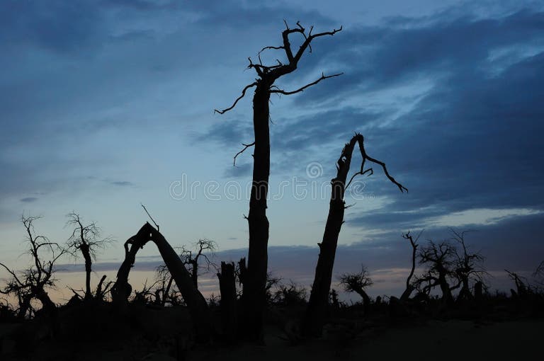 Dead Standing Trees in Sunset Stock Photo - Image of standing, dead ...