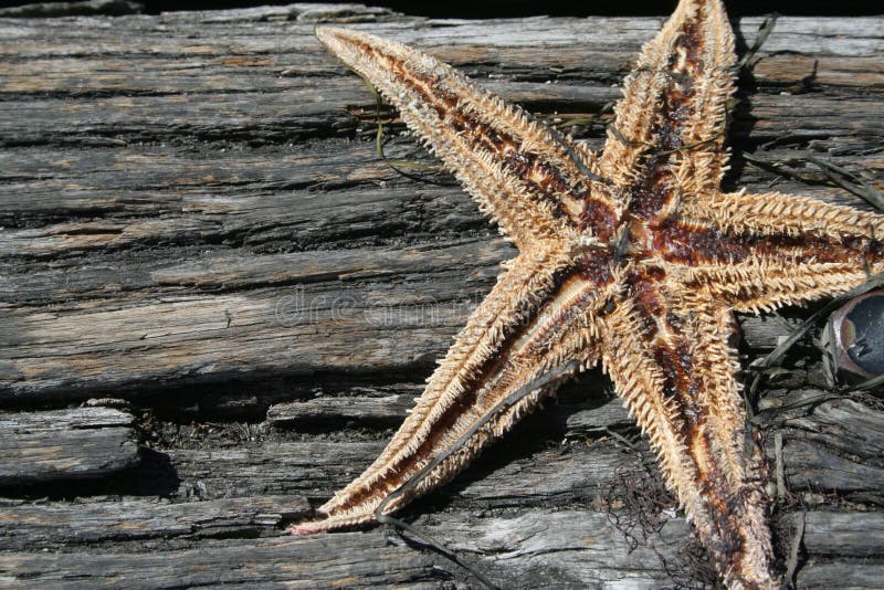 Dead star fish stock image. Image of star, starfish, life - 2512897