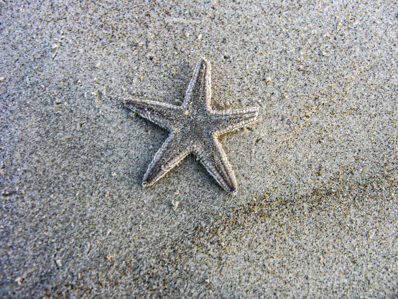 132 Broken Starfish Stock Photos - Free & Royalty-Free Stock Photos ...