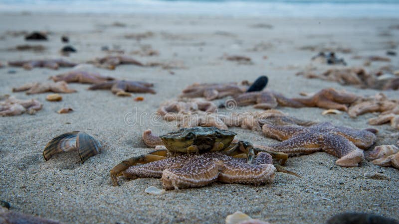 Dead Starfish on the Beach after Storm Stock Photo - Image of soft ...