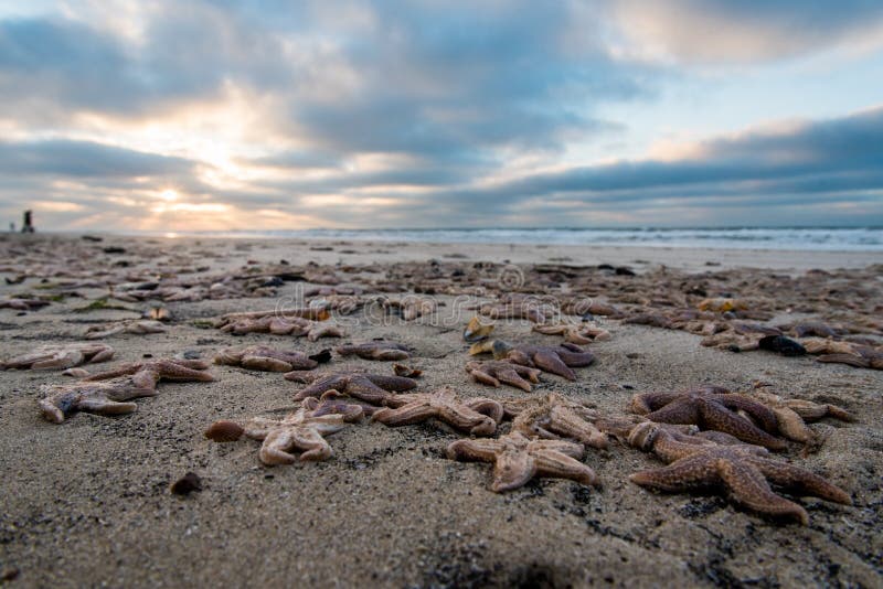 Dead Starfish on the Beach after Storm Stock Image - Image of nature ...