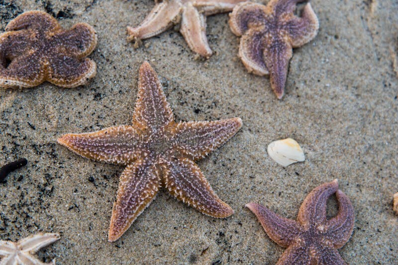 Dead Starfish on the Beach after Storm Stock Photo - Image of ocean ...