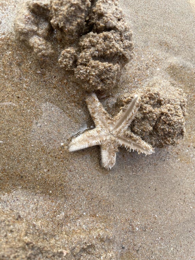 Dead Starfish stock image. Image of pavement, starfish - 320127