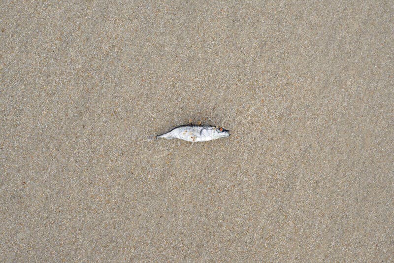 Dead Small Stickleback Fish on the Seashore. Stock Image - Image of ...