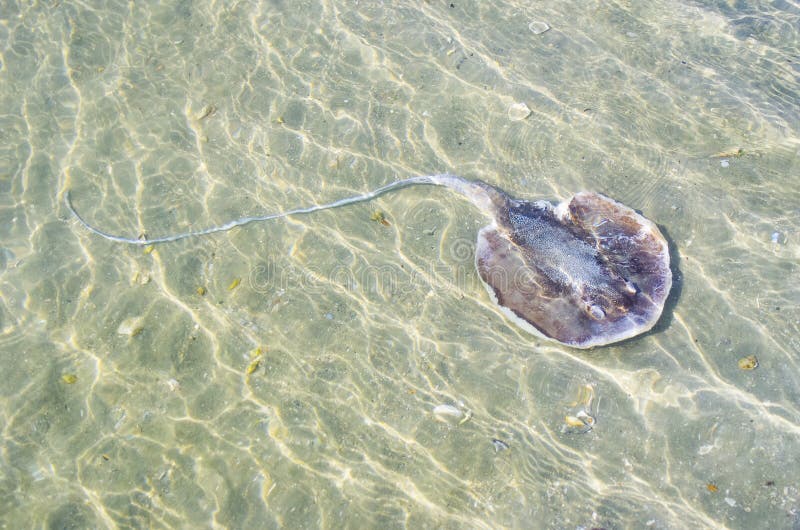 Dead Stingray stock photo. Image of diving, closeup, color - 26165640
