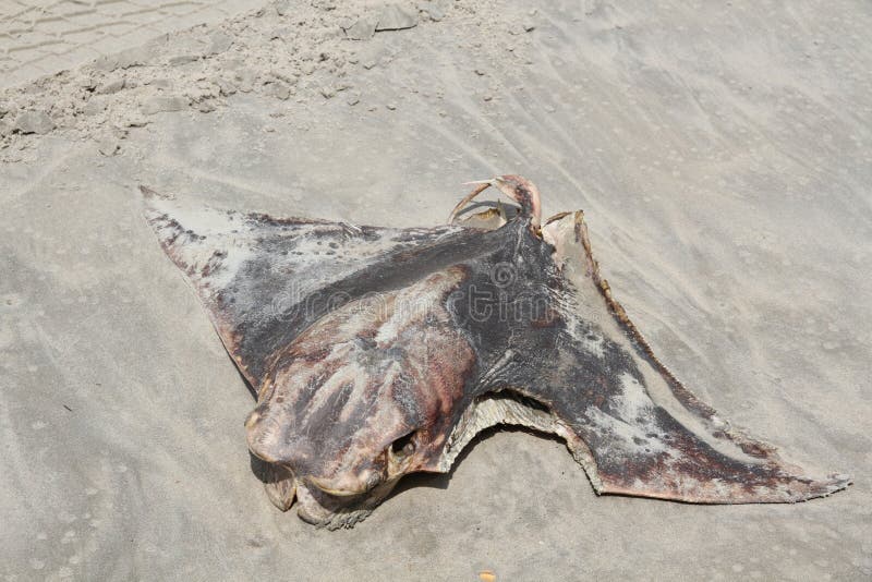 Dead stingray stock photo. Image of pollution, stingray - 13155148