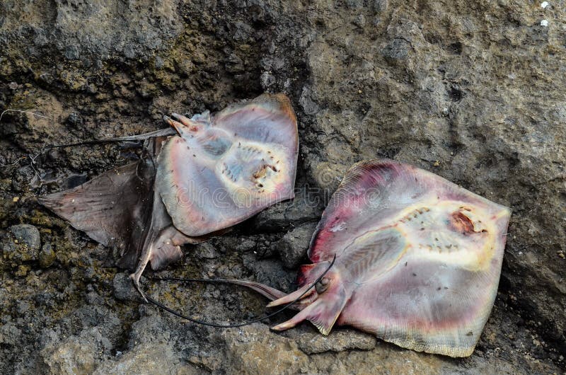 Dead Stingray Fish stock photo. Image of manta, coast - 169126518