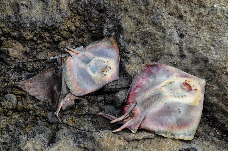 Dead stingray Iceland stock image. Image of bones, skeleton - 173415505