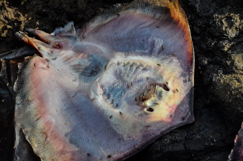 Dead Stingray Fish stock photo. Image of aquatic, animal - 154487050