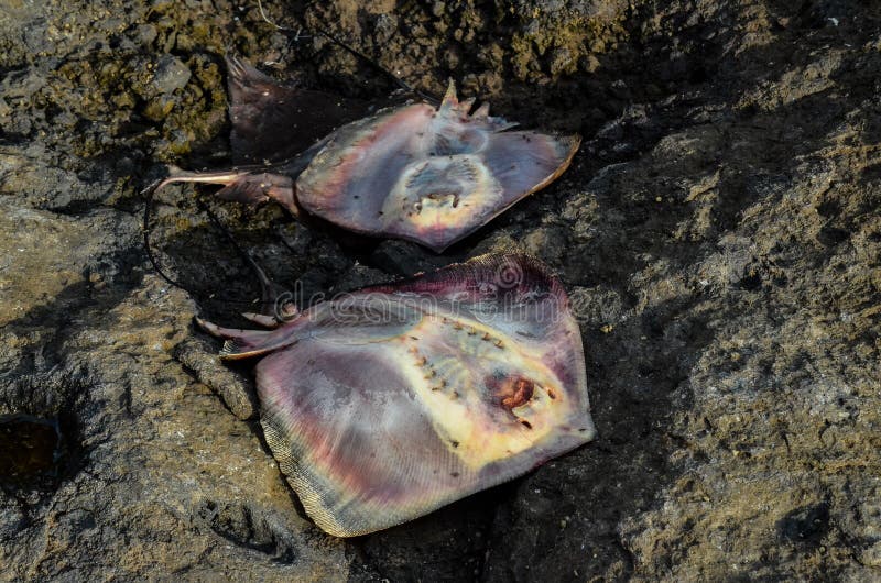 Dead Stingray Fish stock photo. Image of bonasus, fishing - 155619878