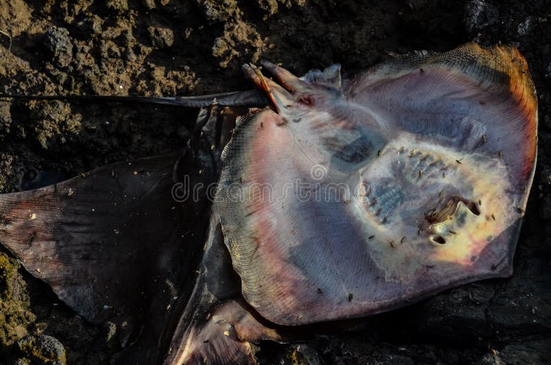 Dead Stingray Fish stock photo. Image of manta, coast - 169126518