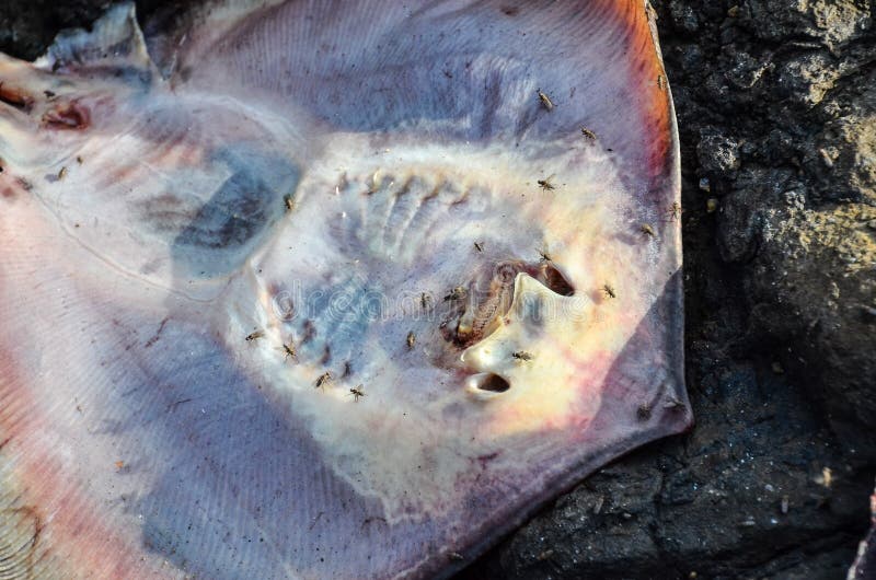 Dead Stingray Fish stock photo. Image of shore, nature - 170251174
