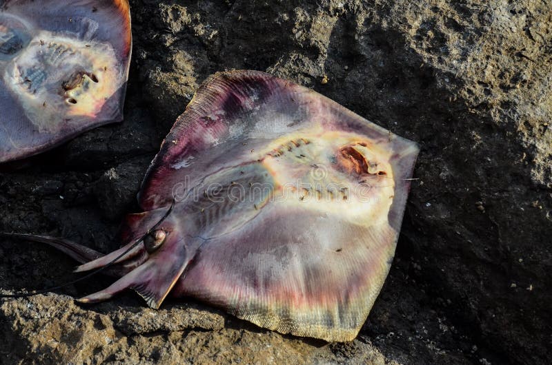 Dead Stingray stock photo. Image of diving, closeup, color - 26165640