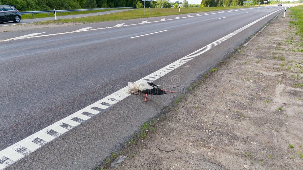Dead Stork on Highway Shoulder Stock Photo - Image of drive, bird ...