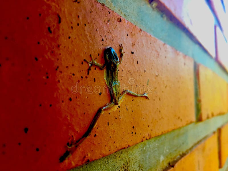 Dead frog stock image. Image of frog, wall, stuffed - 117343441