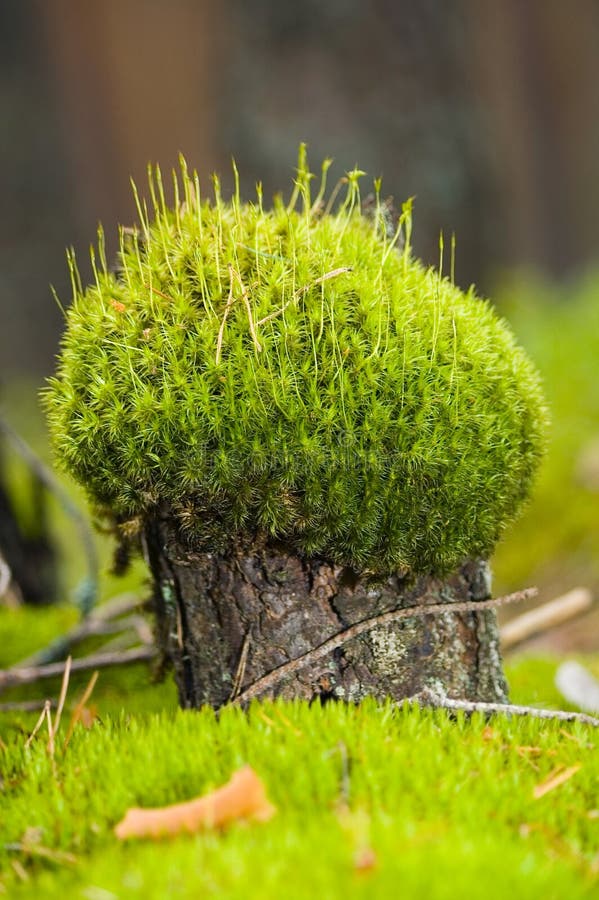 A Dead Stump in the Forest is Covered with Moss Stock Image - Image of ...