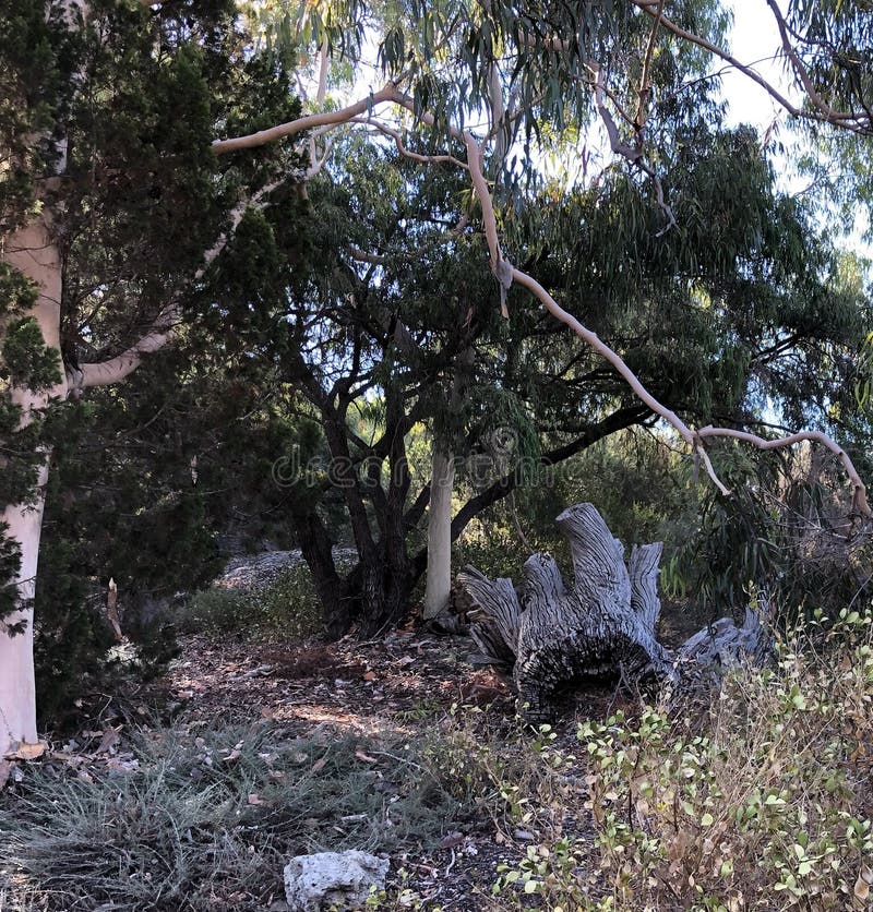 A dead stump in the forest stock image. Image of dead - 137810345