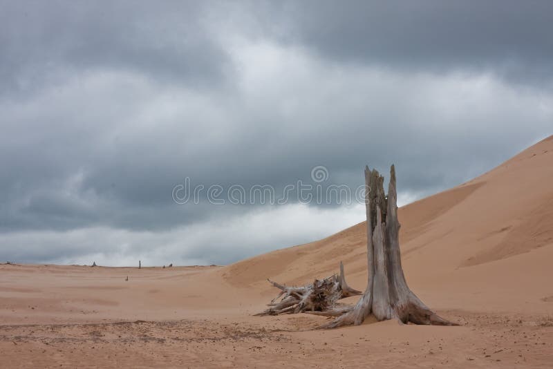 Dead Stump in the sand stock photo. Image of sandy, state - 10726592