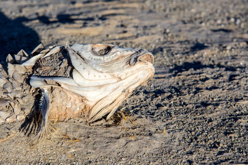 Dead Suffocated Fish Skeleton Stock Photo - Image of thirsty, desert ...