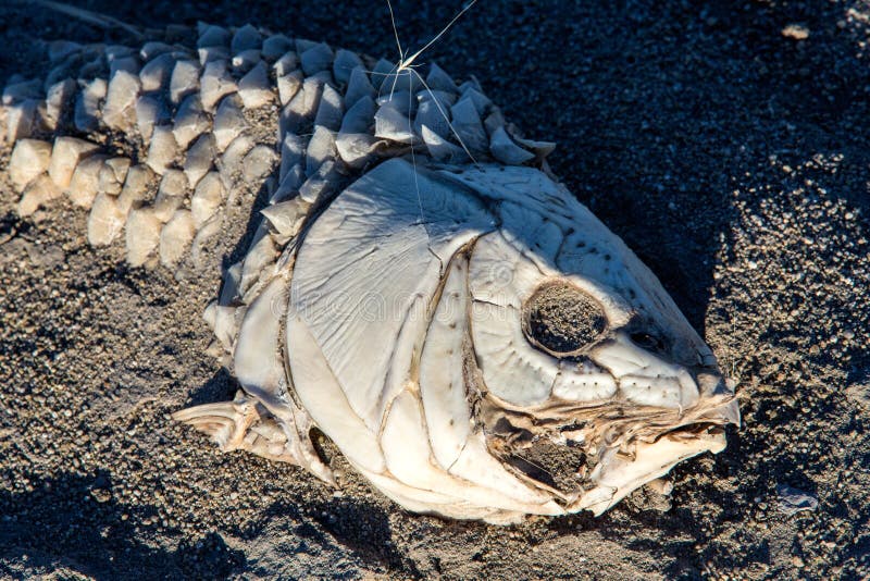 Dead Suffocated Fish Skeleton Stock Photo - Image of thirsty, desert ...