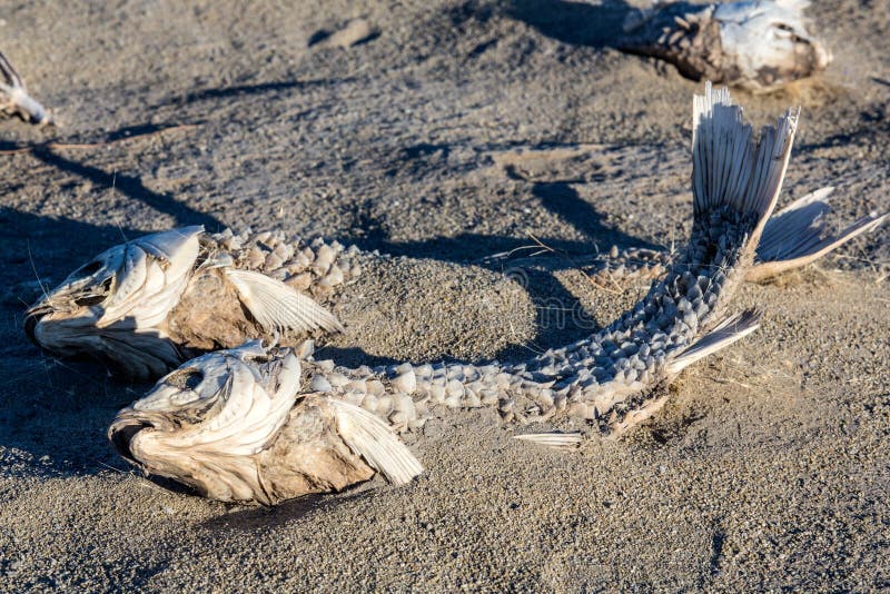 Dead Suffocated Fish Skeleton Stock Image - Image of dead, carp: 82914711