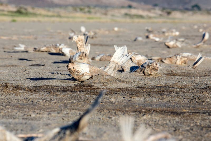 Dead Suffocated Fish Skeleton Stock Photo - Image of desiccated, bones ...