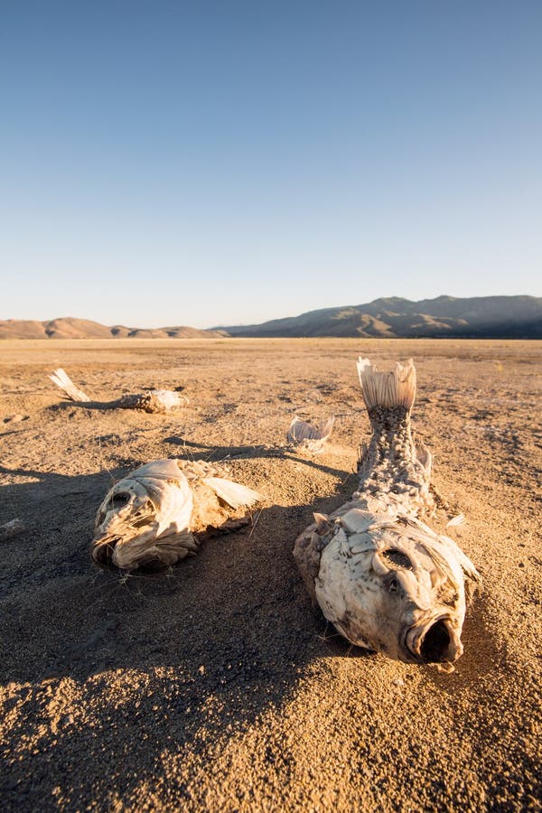 Dead Suffocated Fish Skeleton Stock Image - Image of parched ...