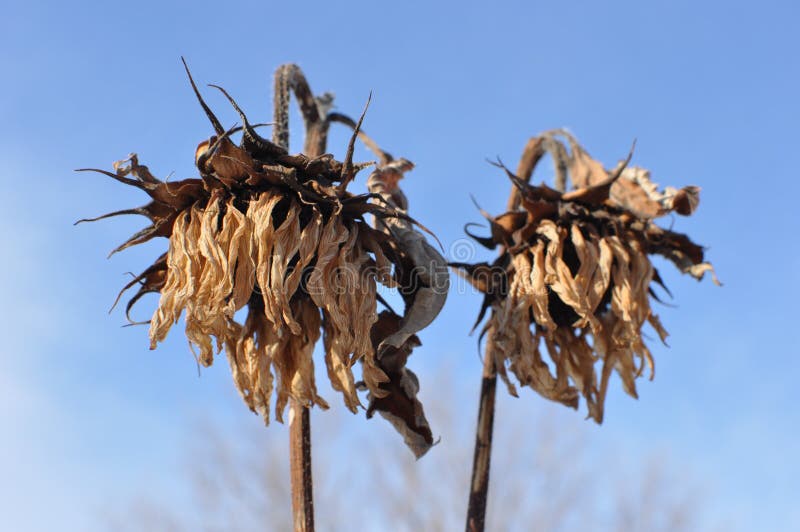 Dead sunflowers stock image. Image of picking, shortages - 20492411