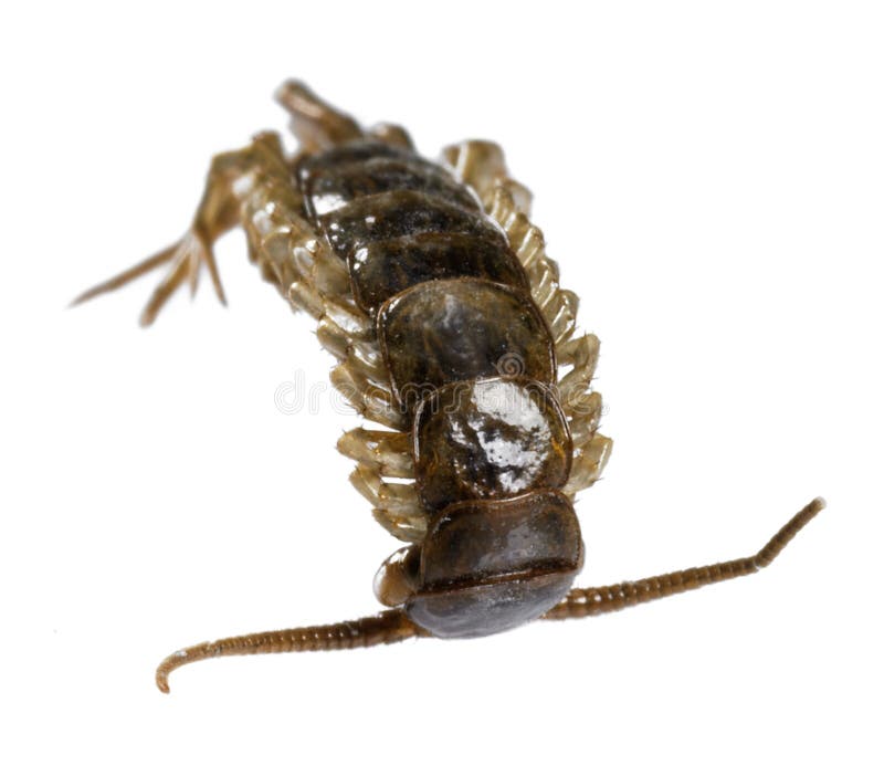 Dead supine centipede stock photo. Image of close, horror - 24128534