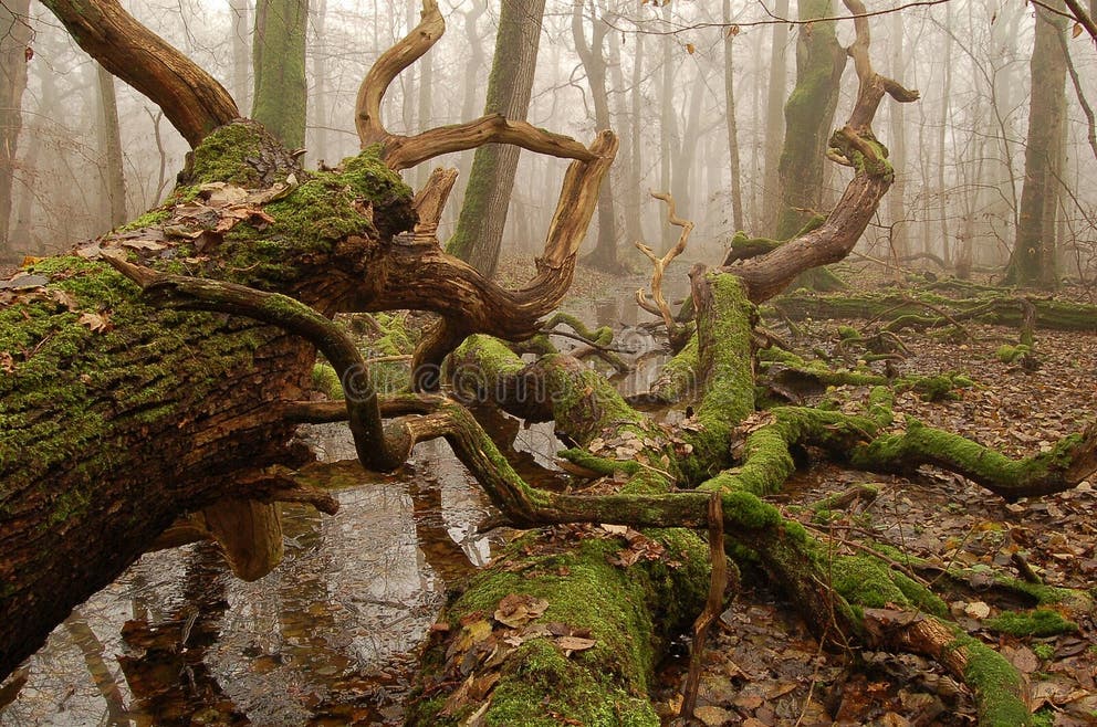 Dead swamp stock photo. Image of swamp, primaeval, bizarre - 2116060