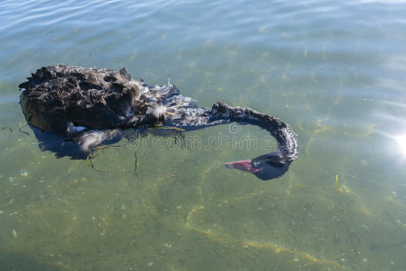 Dead Swan Floats Up Harbour Stock Image - Image of dying, wild: 209054465
