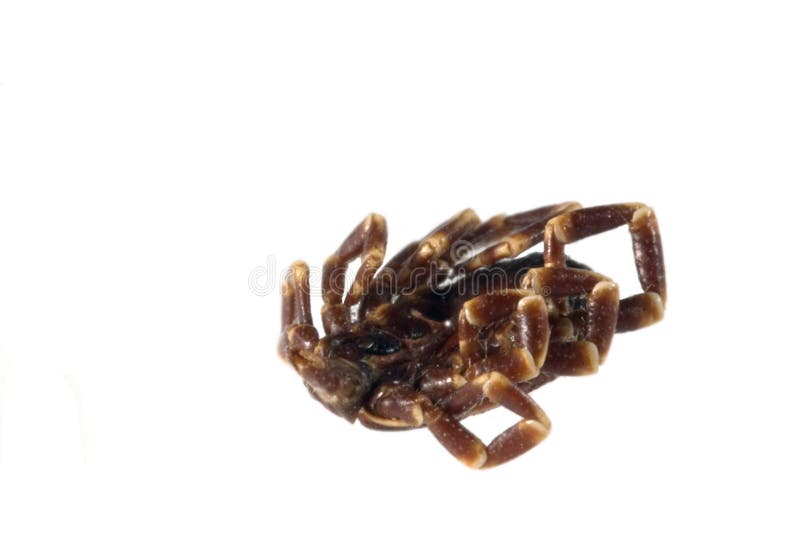 Dead tick lateral view stock photo. Image of disease, parasite - 4965028