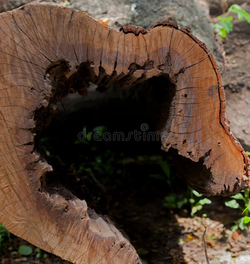 Dead timber stock image. Image of wood, brown, texture - 97764071